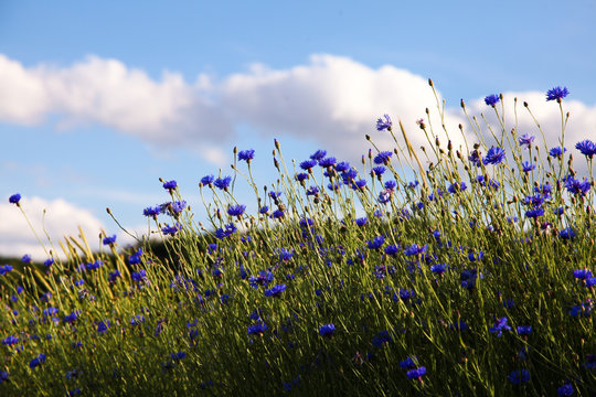 Cyani Images – Parcourir 810 le catalogue de photos, vecteurs et vidéos ...