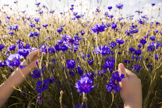 รูปภาพCyani – เลือกดูภาพถ่ายสต็อก เวกเตอร์ และวิดีโอ808 | Adobe Stock