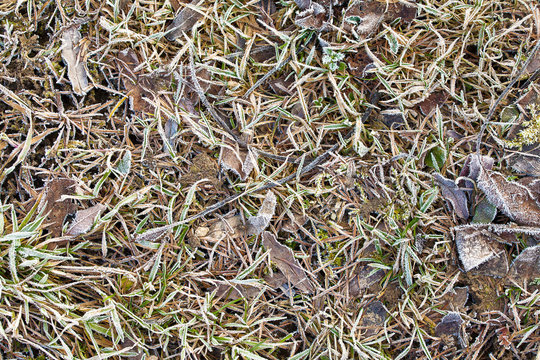 รูปภาพGrass-Blade – เลือกดูภาพถ่ายสต็อก เวกเตอร์ และวิดีโอ175 | Adobe Stock
