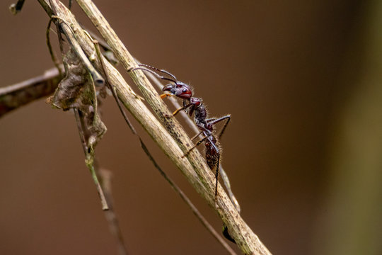 "Bullet Ant" Images – Browse 167 Stock Photos, Vectors, and Video ...
