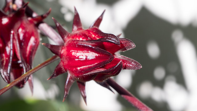 Bissap Images – Parcourir 10,164 le catalogue de photos, vecteurs et ...