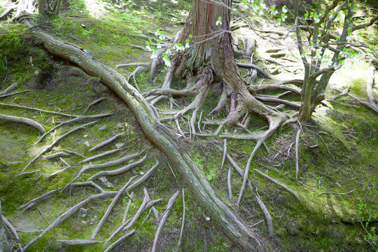 「木の根」の画像 - 1,234 件の Stock 写真、ベクターおよびビデオ | Adobe Stock