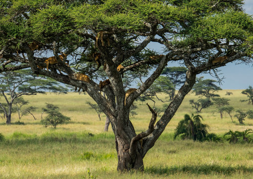รูปภาพTree-Climbing – เลือกดูภาพถ่ายสต็อก เวกเตอร์ และวิดีโอ132 | Adobe ...