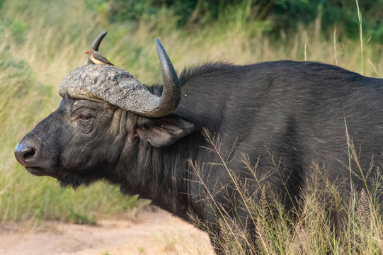 รูปภาพBuffle – เลือกดูภาพถ่ายสต็อก เวกเตอร์ และวิดีโอ2,642 | Adobe Stock