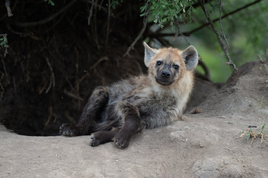 Hyene Bilder – Durchsuchen 547 Archivfotos, Vektorgrafiken und Videos ...
