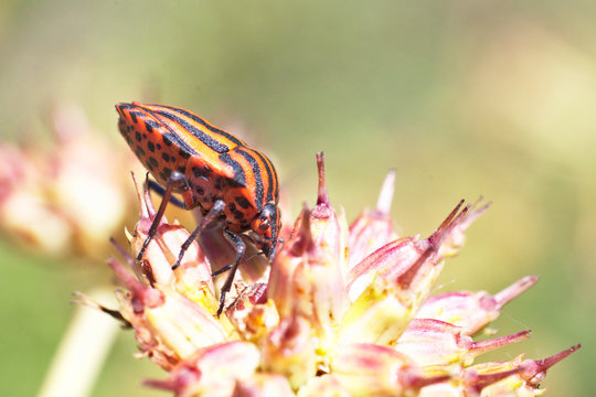 "Minstrel Bug"-Bilder: Stock-Fotos & -Videos. | Adobe Stock