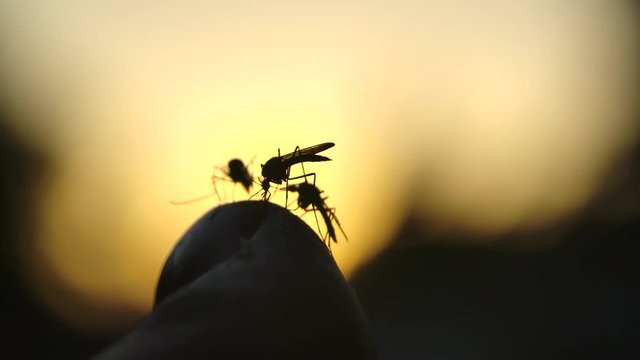 รูปภาพIcaridine – เลือกดูภาพถ่ายสต็อก เวกเตอร์ และวิดีโอ43 | Adobe Stock
