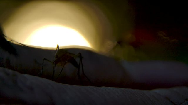 รูปภาพIcaridine – เลือกดูภาพถ่ายสต็อก เวกเตอร์ และวิดีโอ43 | Adobe Stock