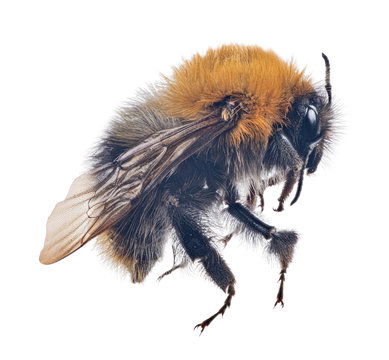 รูปภาพBumblebee – เลือกดูภาพถ่ายสต็อก เวกเตอร์ และวิดีโอ179,495 | Adobe ...