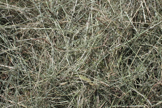 Heu bilder – Bläddra bland 26,246 stockfoton, vektorer och videor ...