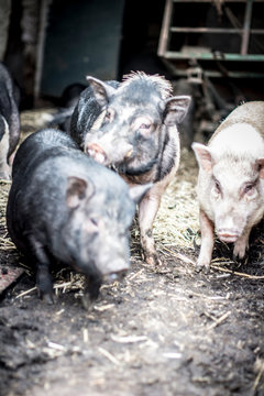 Gorrino Bilder – Durchsuchen 114 Archivfotos, Vektorgrafiken und Videos ...