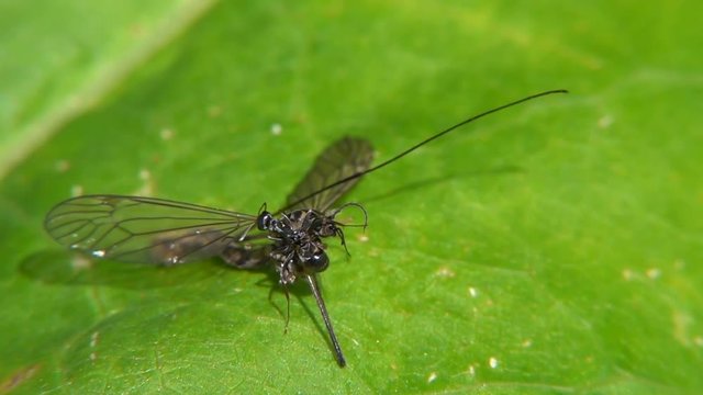 Schnacke 影像 – 瀏覽 222 個素材庫相片、向量圖和影片 | Adobe Stock