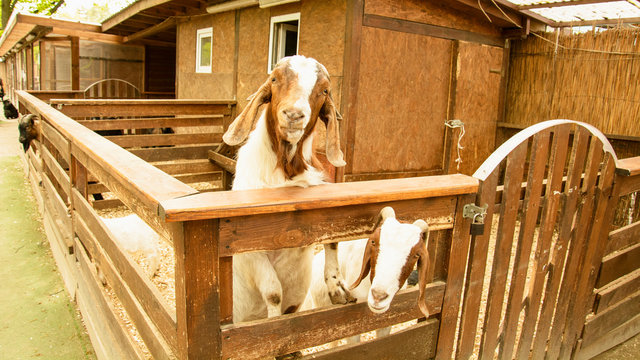 รูปภาพ"Two Goats" – เลือกดูภาพถ่ายสต็อก เวกเตอร์ และวิดีโอ134 | Adobe Stock
