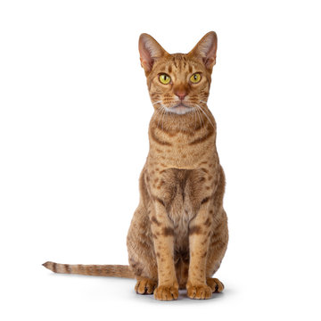 รูปภาพOcicat – เลือกดูภาพถ่ายสต็อก เวกเตอร์ และวิดีโอ481 | Adobe Stock