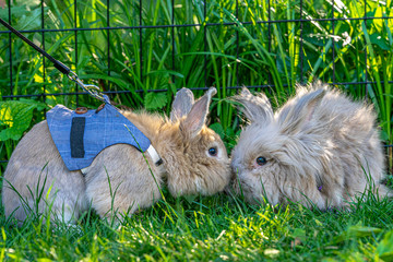 Electronics & Accessories Car Window Decal Sticker Bunny Rabbit Mom ...