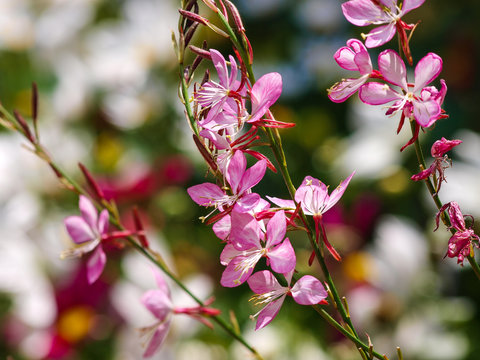 Tiges Images – Browse 55 Stock Photos, Vectors, and Video | Adobe Stock