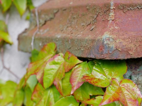 Efeuranken Images – Parcourir 295 le catalogue de photos, vecteurs et ...