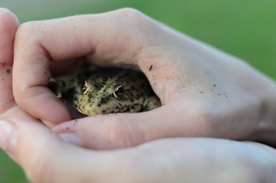 Hoptoad Bilder – Durchsuchen 564 Archivfotos, Vektorgrafiken und Videos ...