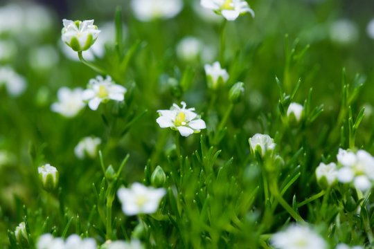 Irish-Moss Images – Browse 36 Stock Photos, Vectors, and Video | Adobe ...