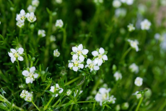 Irish-Moss Images – Browse 36 Stock Photos, Vectors, and Video | Adobe ...