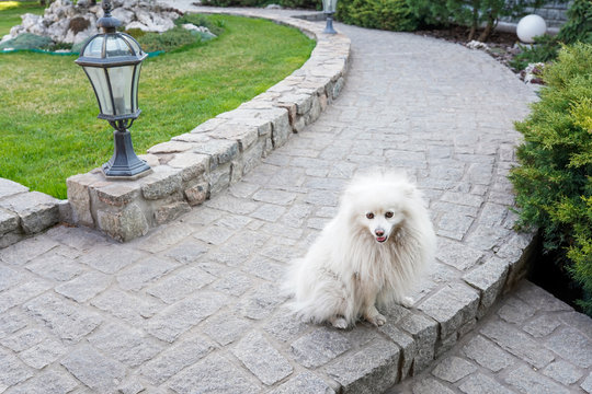 Shpitz Images – Browse 347 Stock Photos, Vectors, and Video | Adobe Stock