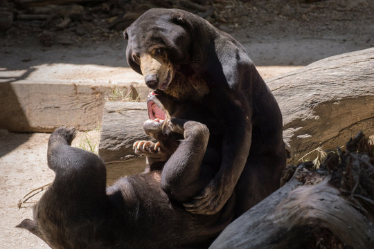 Malayo Images – Browse 56 Stock Photos, Vectors, and Video | Adobe Stock