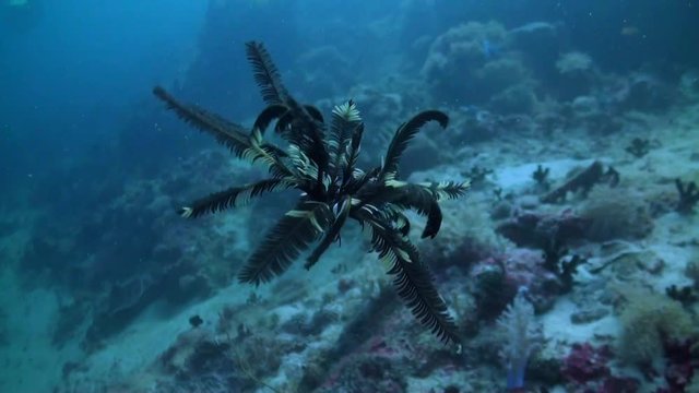 รูปภาพCrinoid – เลือกดูภาพถ่ายสต็อก เวกเตอร์ และวิดีโอ3,279 | Adobe Stock