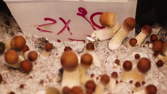 รูปภาพFungai – เลือกดูภาพถ่ายสต็อก เวกเตอร์ และวิดีโอ53 | Adobe Stock