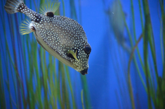 รูปภาพTrunkfish – เลือกดูภาพถ่ายสต็อก เวกเตอร์ และวิดีโอ3,261 | Adobe Stock