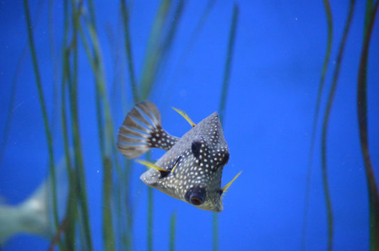 รูปภาพTrunkfish – เลือกดูภาพถ่ายสต็อก เวกเตอร์ และวิดีโอ3,261 | Adobe Stock