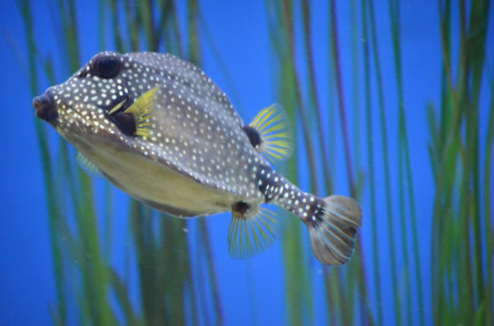 รูปภาพTrunkfish – เลือกดูภาพถ่ายสต็อก เวกเตอร์ และวิดีโอ3,376 | Adobe Stock