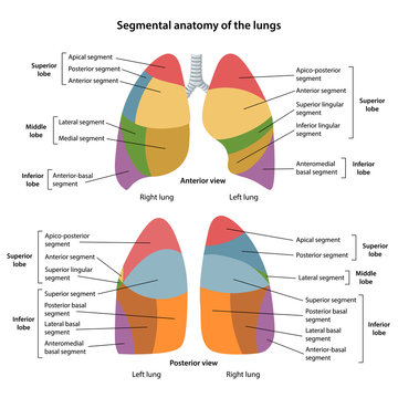 Apical Area Of The Lung