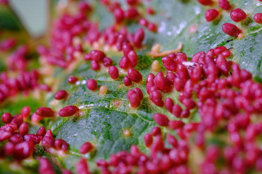 Milbenbefall Bilder – Durchsuchen 373 Archivfotos, Vektorgrafiken und ...