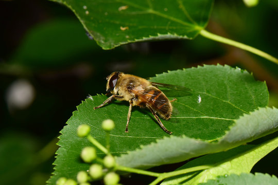 รูปภาพMimicry – เลือกดูภาพถ่ายสต็อก เวกเตอร์ และวิดีโอ24,609 | Adobe Stock