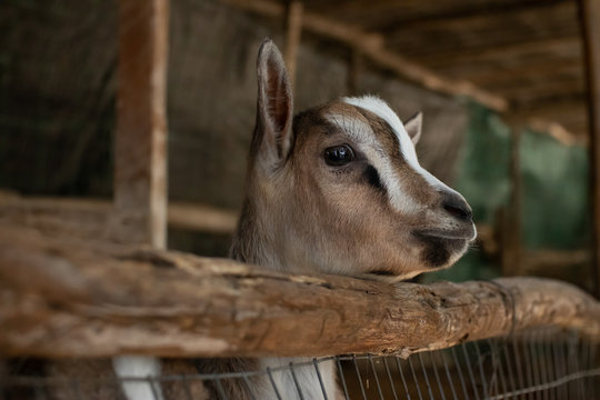 Capretta Imagens – Procure 560 fotos, vetores e vídeos | Adobe Stock