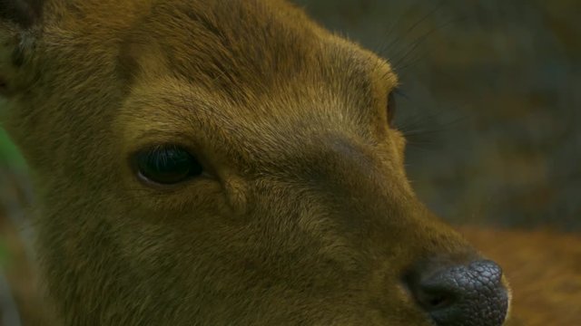 "Sika Deer" Images – Browse 19,014 Stock Photos, Vectors, and Video ...