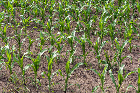 「Genmanipuliert」の画像 - 636 件の Stock 写真、ベクターおよびビデオ | Adobe Stock