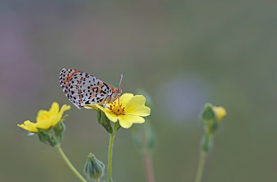รูปภาพIparhan – เลือกดูภาพถ่ายสต็อก เวกเตอร์ และวิดีโอ76 | Adobe Stock