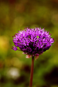 Naciendo Imagens – Procure 161 fotos, vetores e vídeos | Adobe Stock