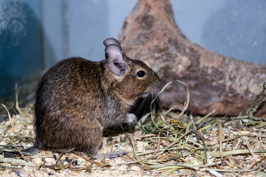 รูปภาพDegu – เลือกดูภาพถ่ายสต็อก เวกเตอร์ และวิดีโอ2,154 | Adobe Stock