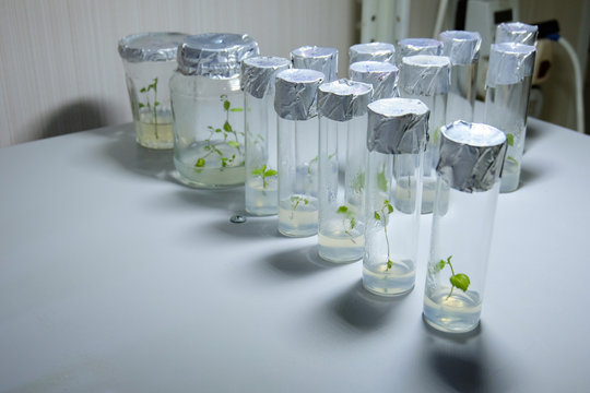 รูปภาพMicroplant – เลือกดูภาพถ่ายสต็อก เวกเตอร์ และวิดีโอ105 | Adobe Stock