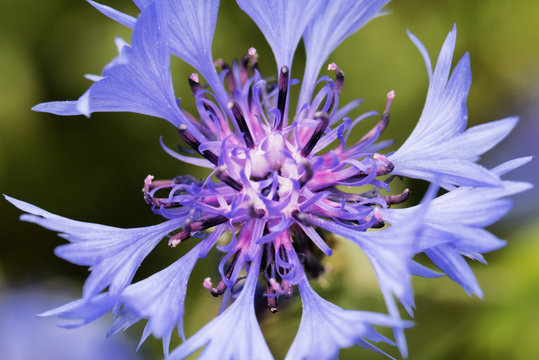 Cyani Bilder – Durchsuchen 720 Archivfotos, Vektorgrafiken und Videos ...