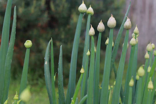 Batun Images – Browse 60 Stock Photos, Vectors, and Video | Adobe Stock