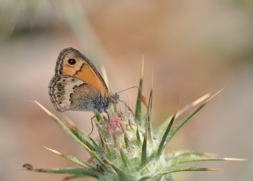 รูปภาพThyrsos – เลือกดูภาพถ่ายสต็อก เวกเตอร์ และวิดีโอ319 | Adobe Stock