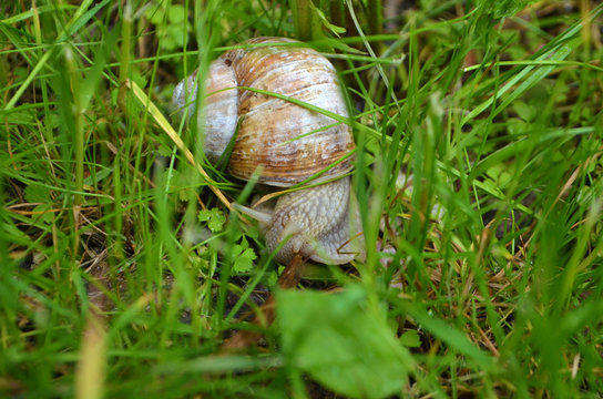 รูปภาพGastropode – เลือกดูภาพถ่ายสต็อก เวกเตอร์ และวิดีโอ339 | Adobe Stock