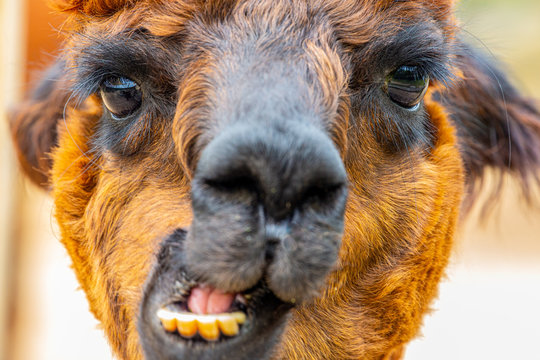 Alpacas Smiling