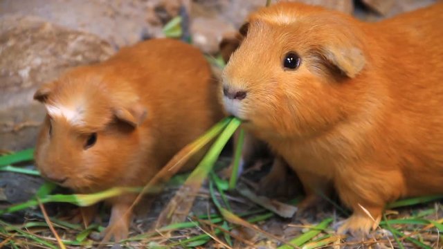 Cuy Images – Browse 551 Stock Photos, Vectors, and Video | Adobe Stock