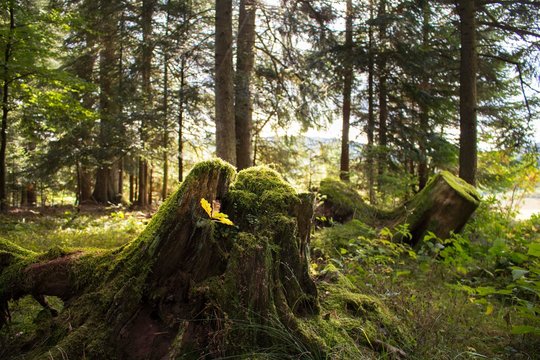 Sommereiche Bilder – Durchsuchen 16,172 Archivfotos, Vektorgrafiken und ...