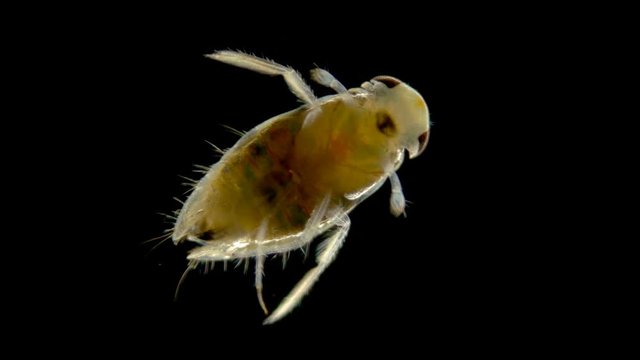 Notonectidae Images – Browse 419 Stock Photos, Vectors, and Video ...