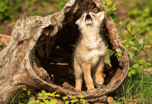 Free Wolf Images – Browse 1,082 Free Stock Photos, Vectors, and Video ...